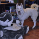 petharbor.org – Pet Harbor Rescue & Referral, Inc.