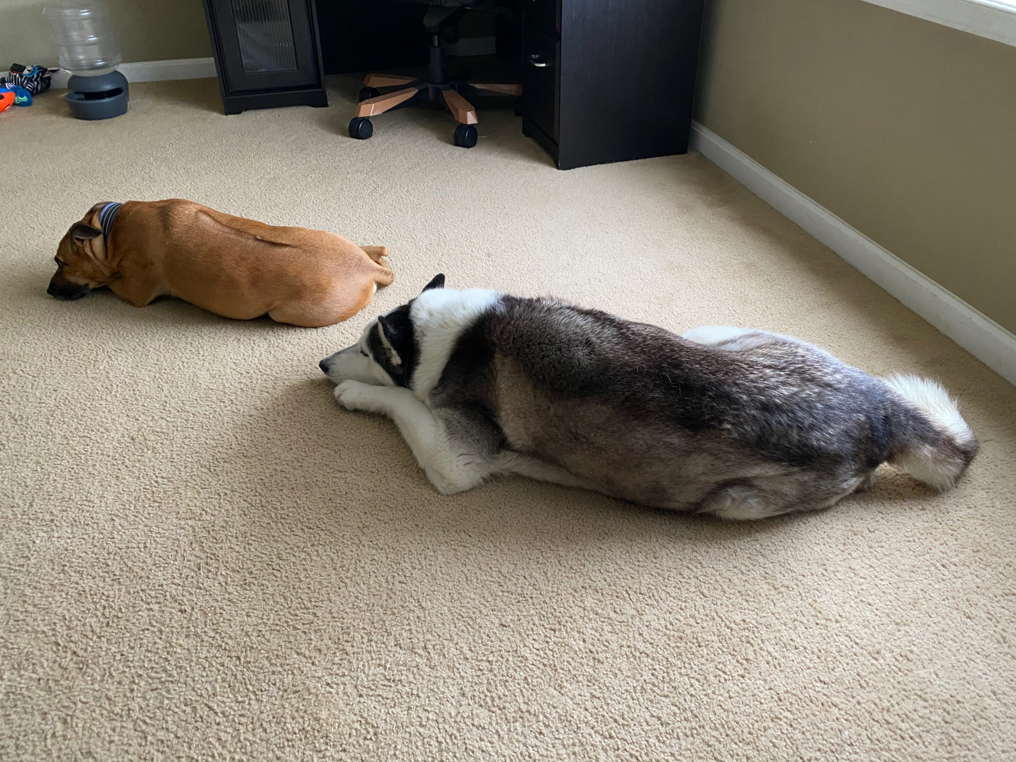 Teleworking Pups – petharbor.org