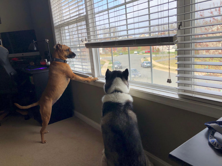 Teleworking Pups – petharbor.org