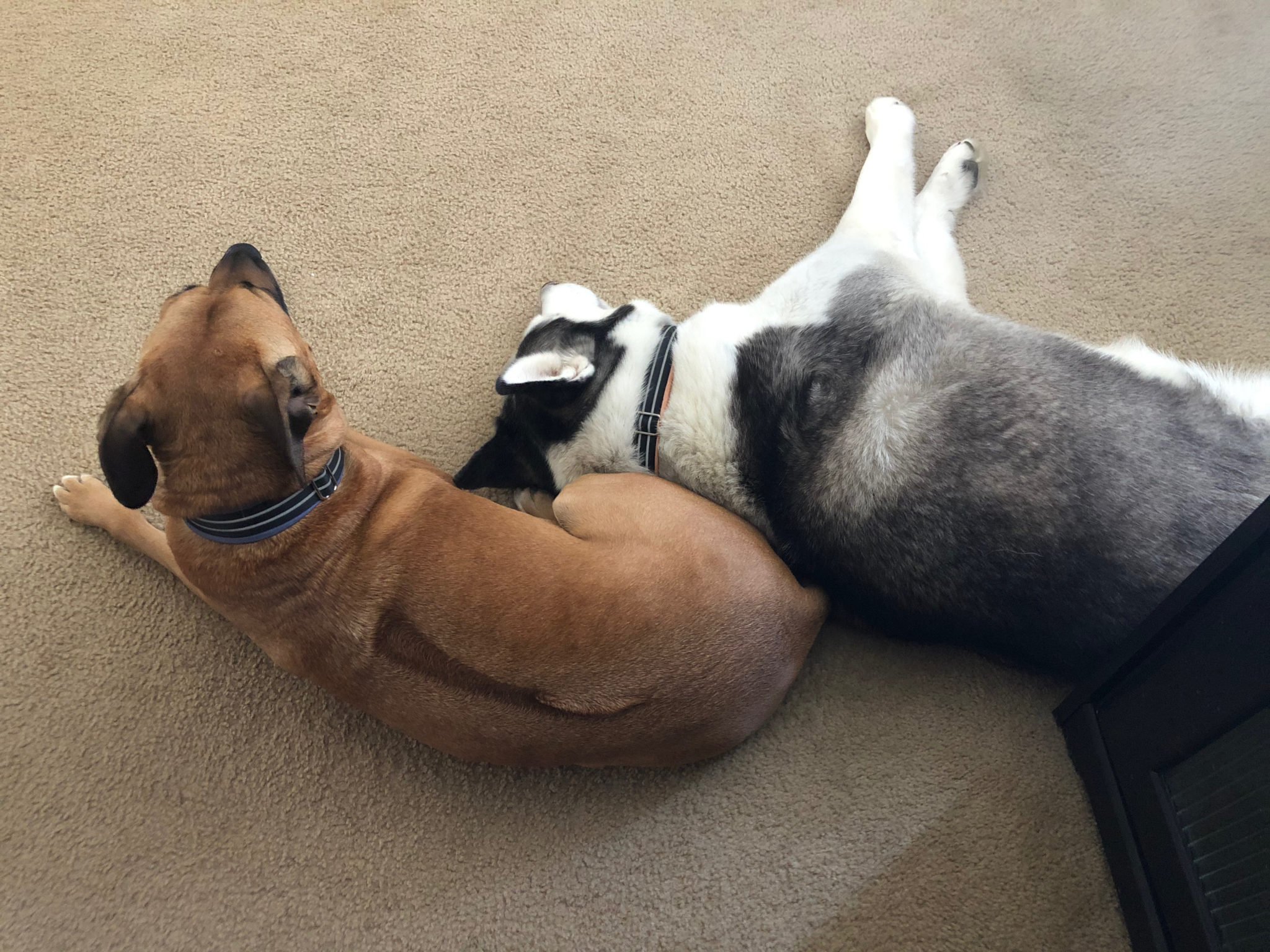 petharbor.org – Pet Harbor Rescue & Referral, Inc.