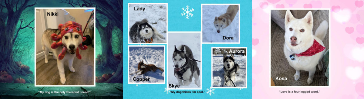 petharbor.org – Pet Harbor Rescue & Referral, Inc.